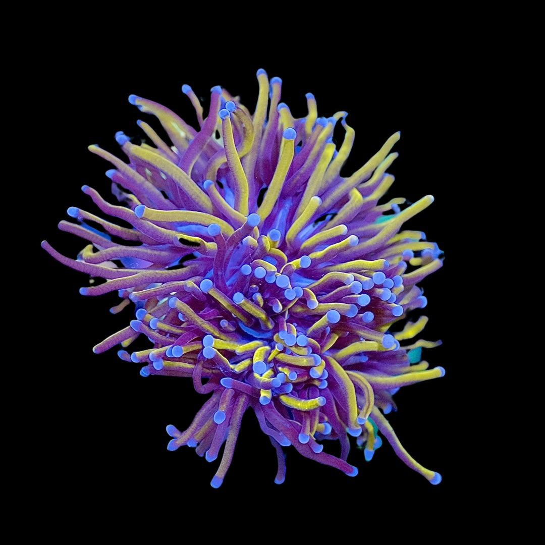 Gold Torch Coral Branching Prestigereef