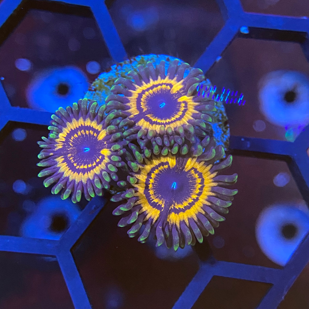 Devils Armour Zoas – PrestigeReef