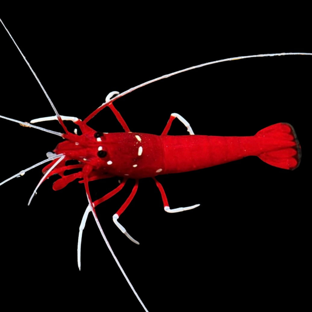 Blood Shrimp – PrestigeReef