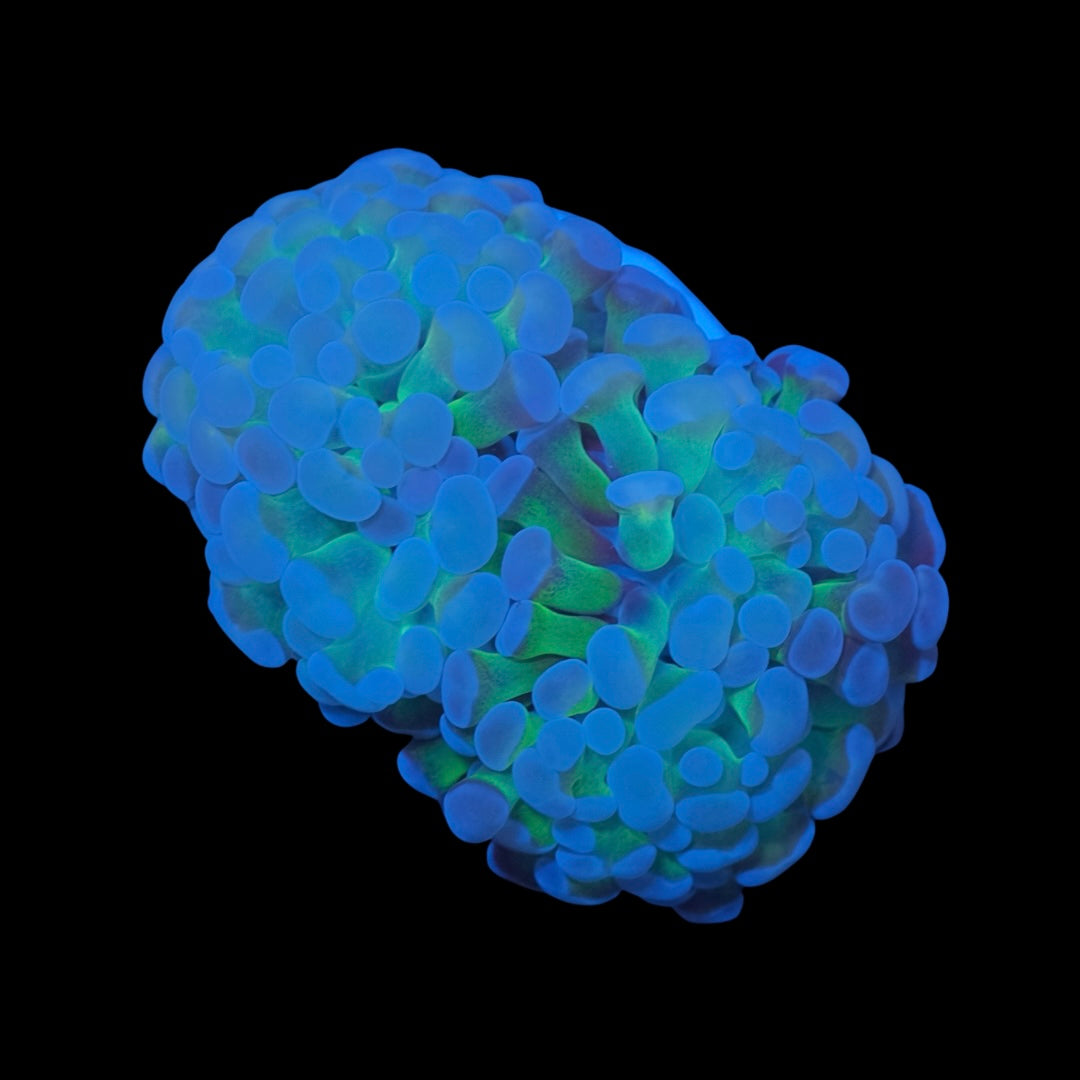 Light Blue Frammer (Frogspawn/Hammer Hybrid) (Branching) – PrestigeReef