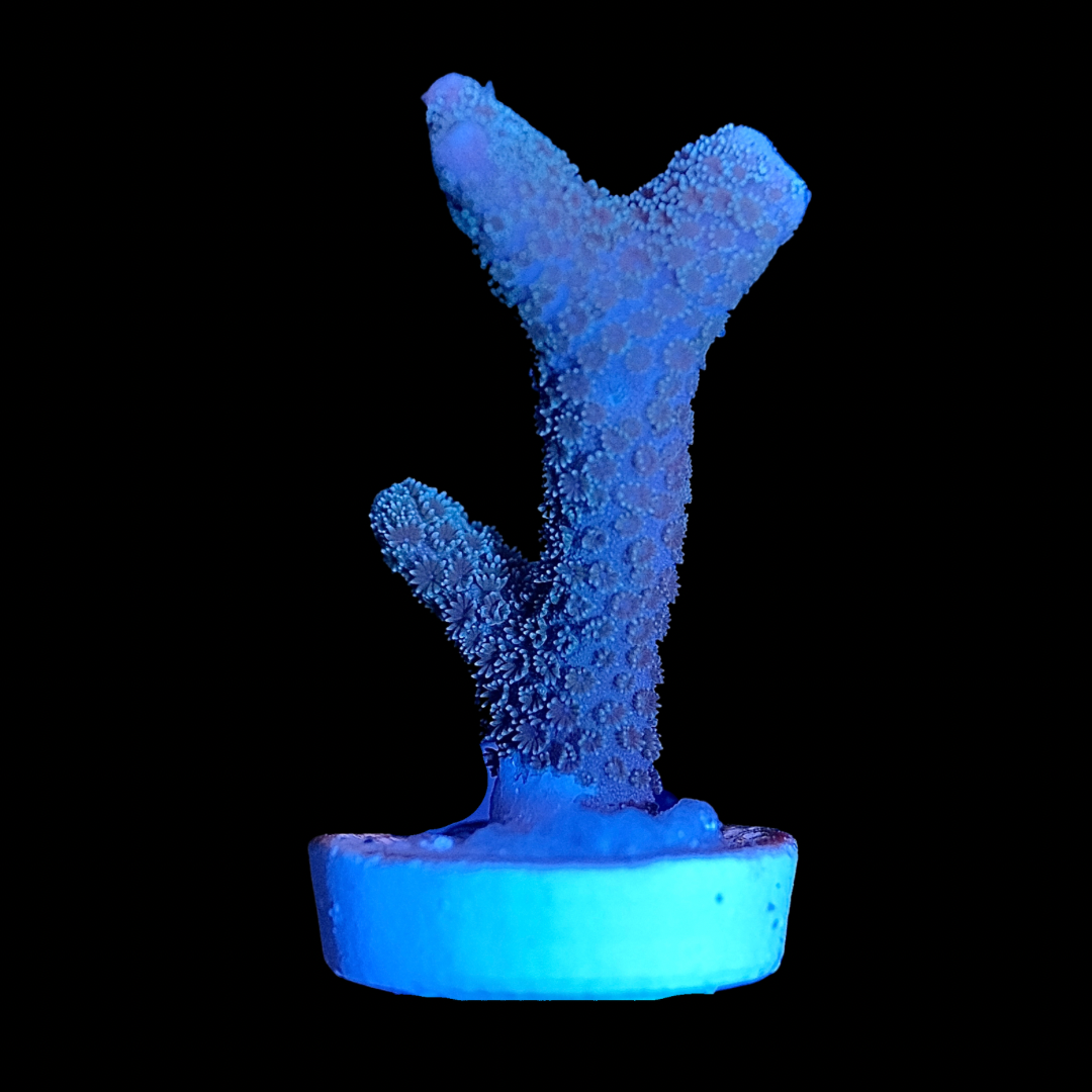 German Blue Montipora Digitata – PrestigeReef