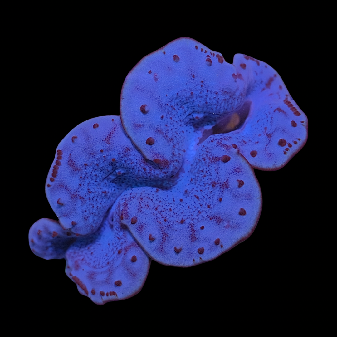 Blue Maxima Clam 9-10cm WYSIWYG – PrestigeReef
