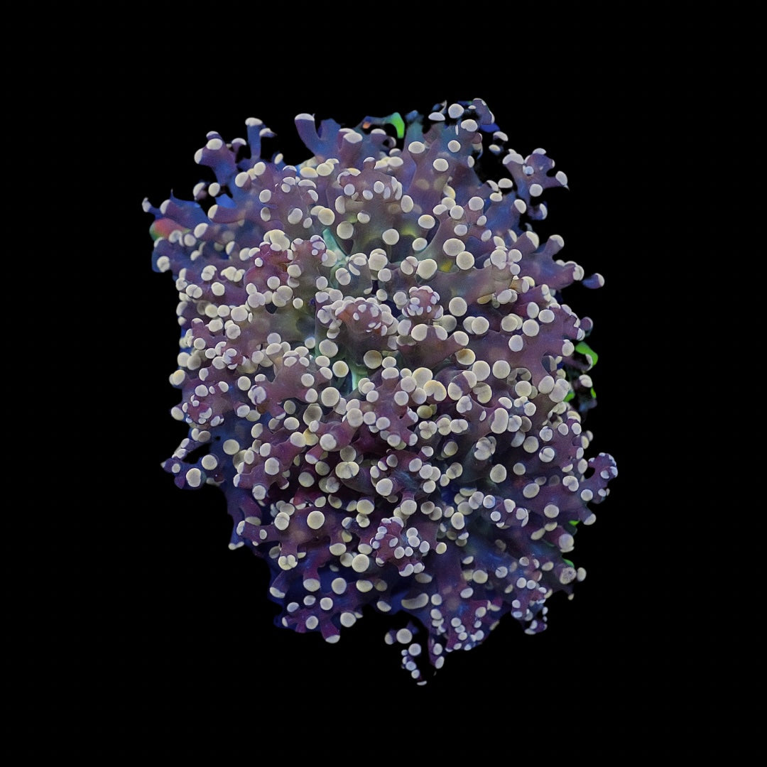 Orange Frogspawn Coral (Branching) – PrestigeReef