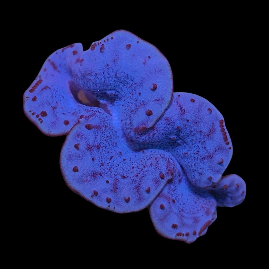 Blue Maxima Clam 9-10cm WYSIWYG – PrestigeReef