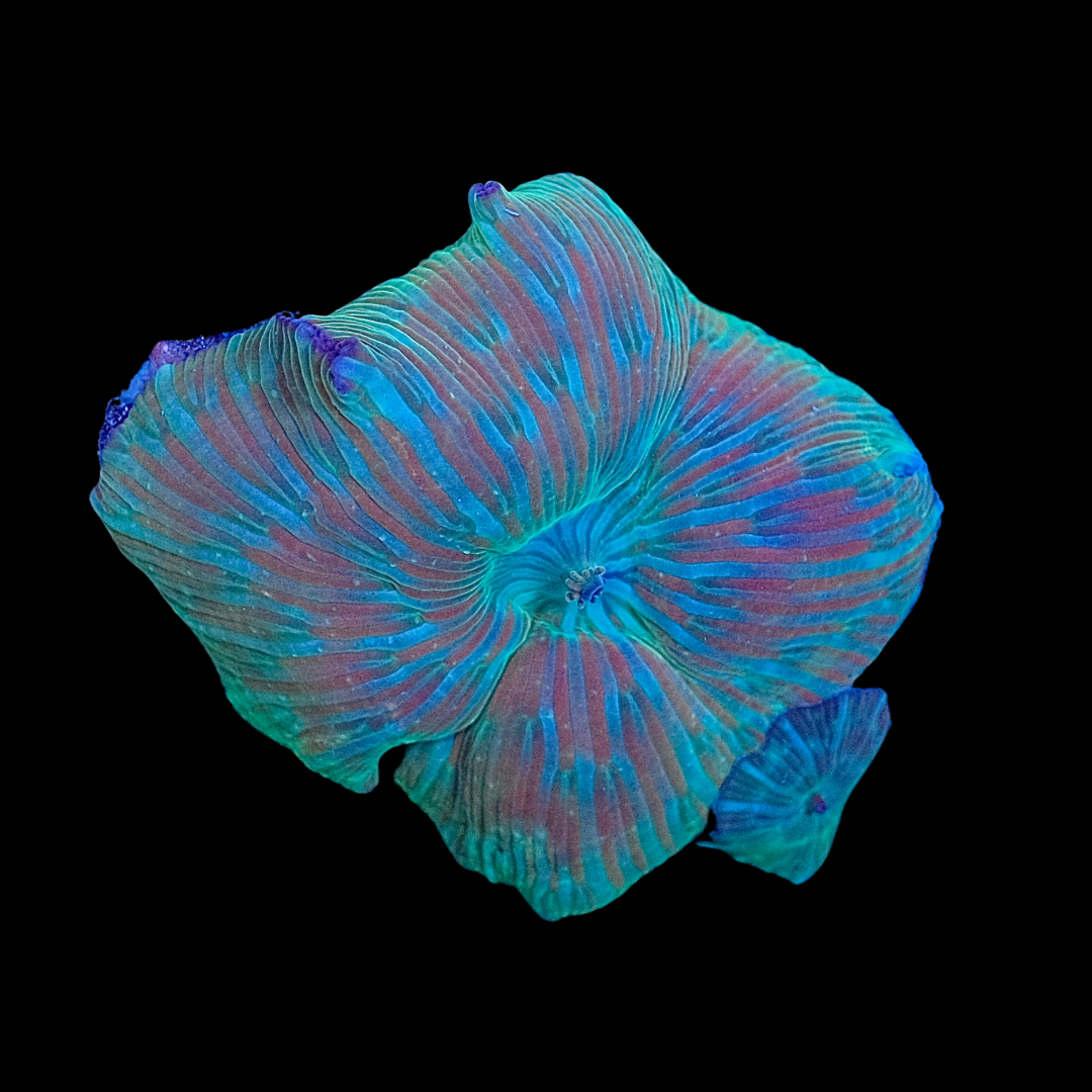Watermelon Mushroom – PrestigeReef