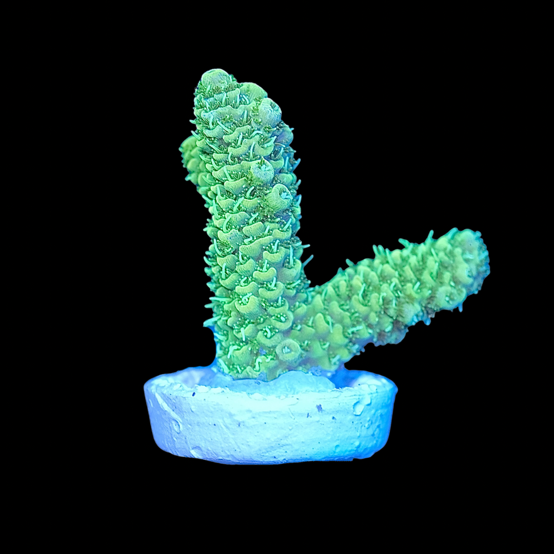Green Millepora – PrestigeReef