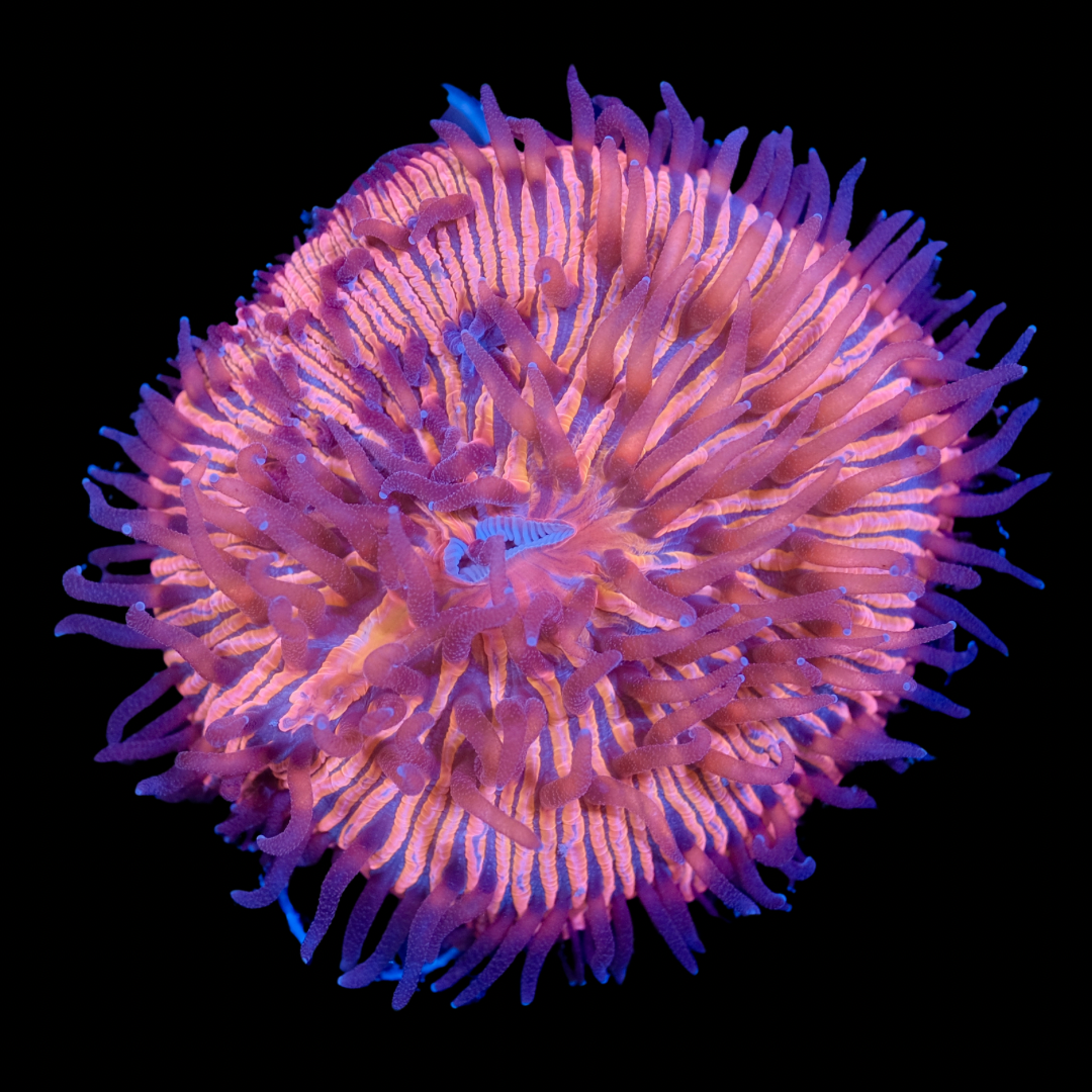 Ultra Red Fungia (7cm) WYSIWYG – PrestigeReef