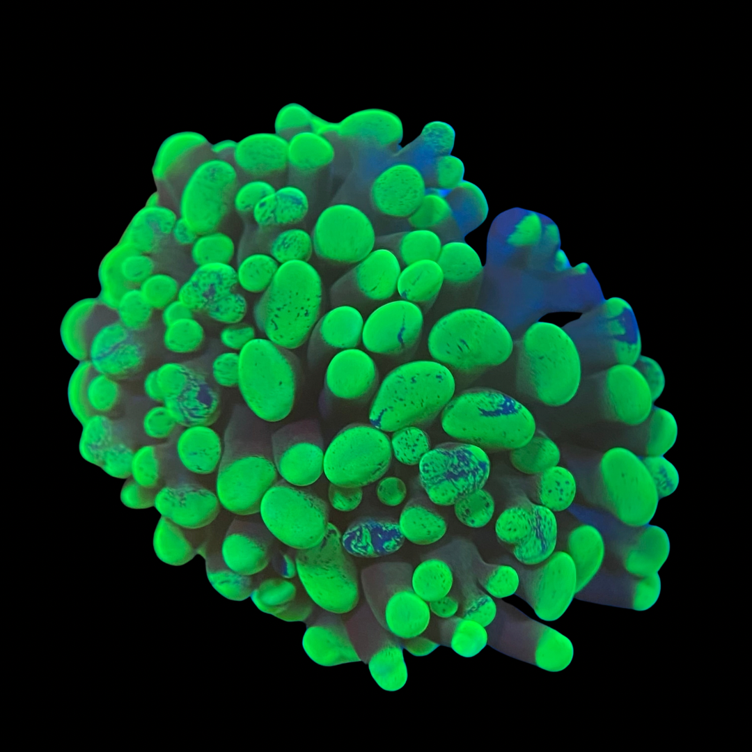 Toxic Splatter Green Frammer Coral (Branching) – PrestigeReef