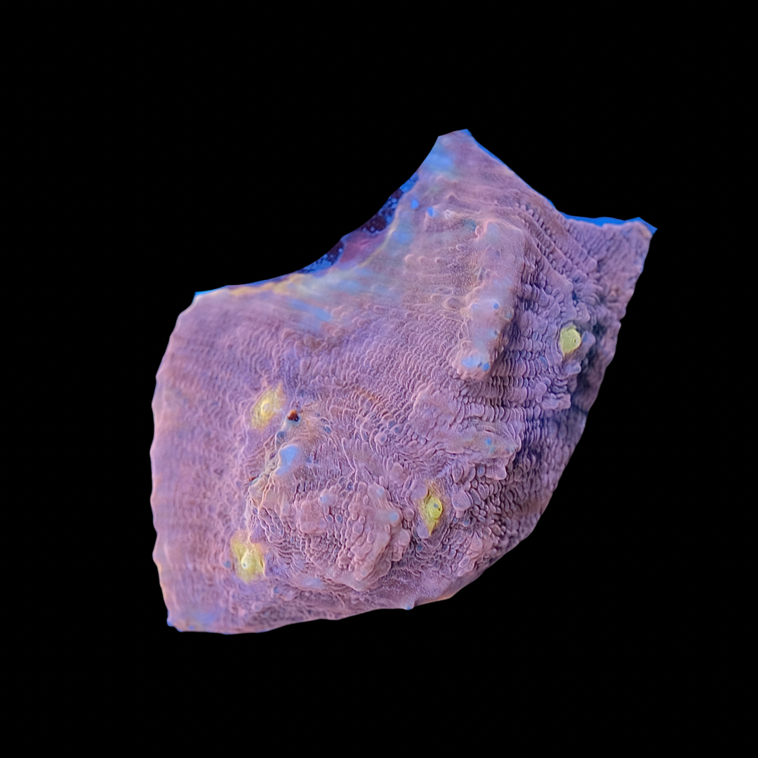 Bronze Fury Chalice – PrestigeReef