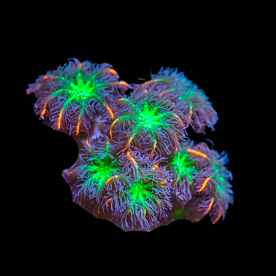 Papaya clove coral – PrestigeReef