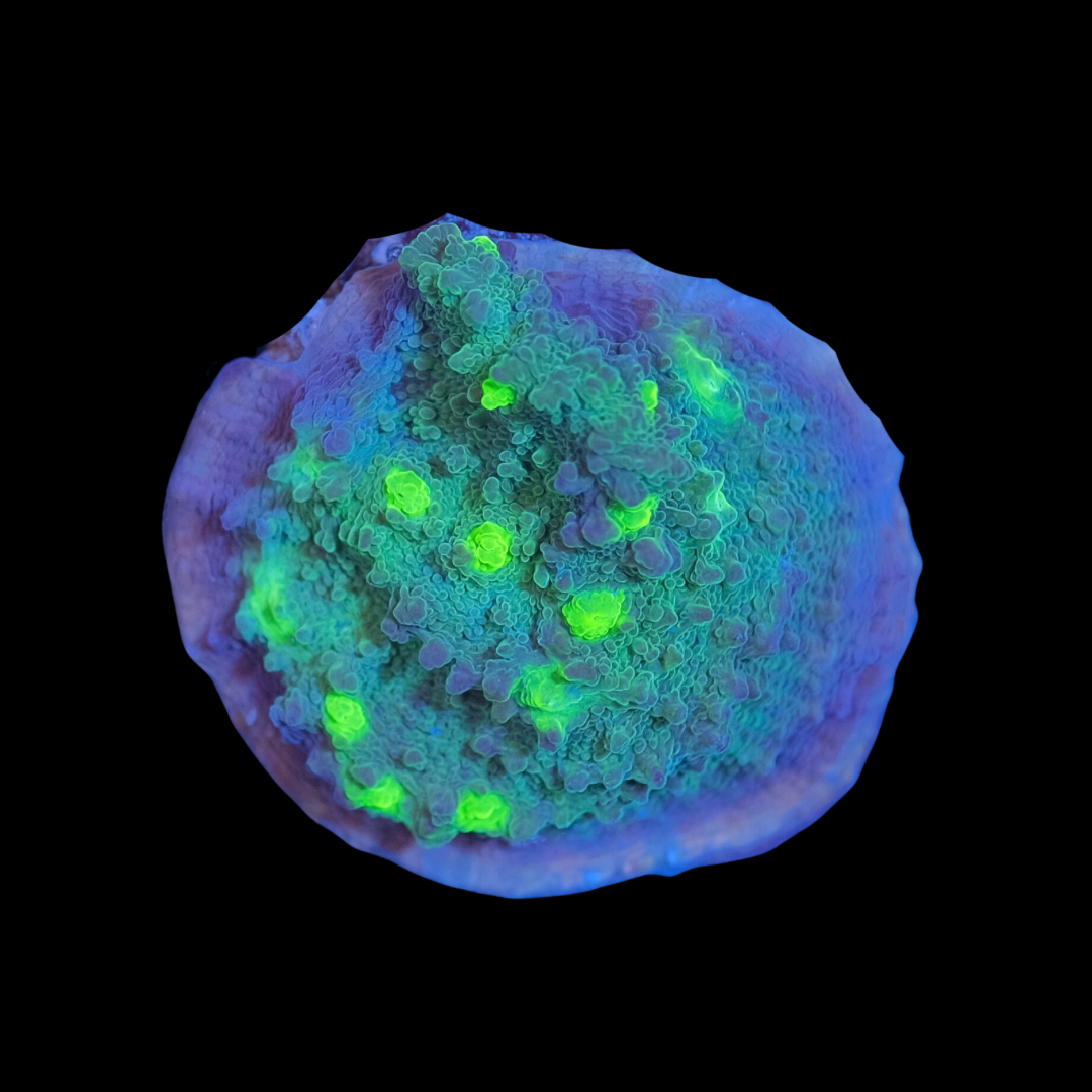 Alien Eye Chalice – PrestigeReef