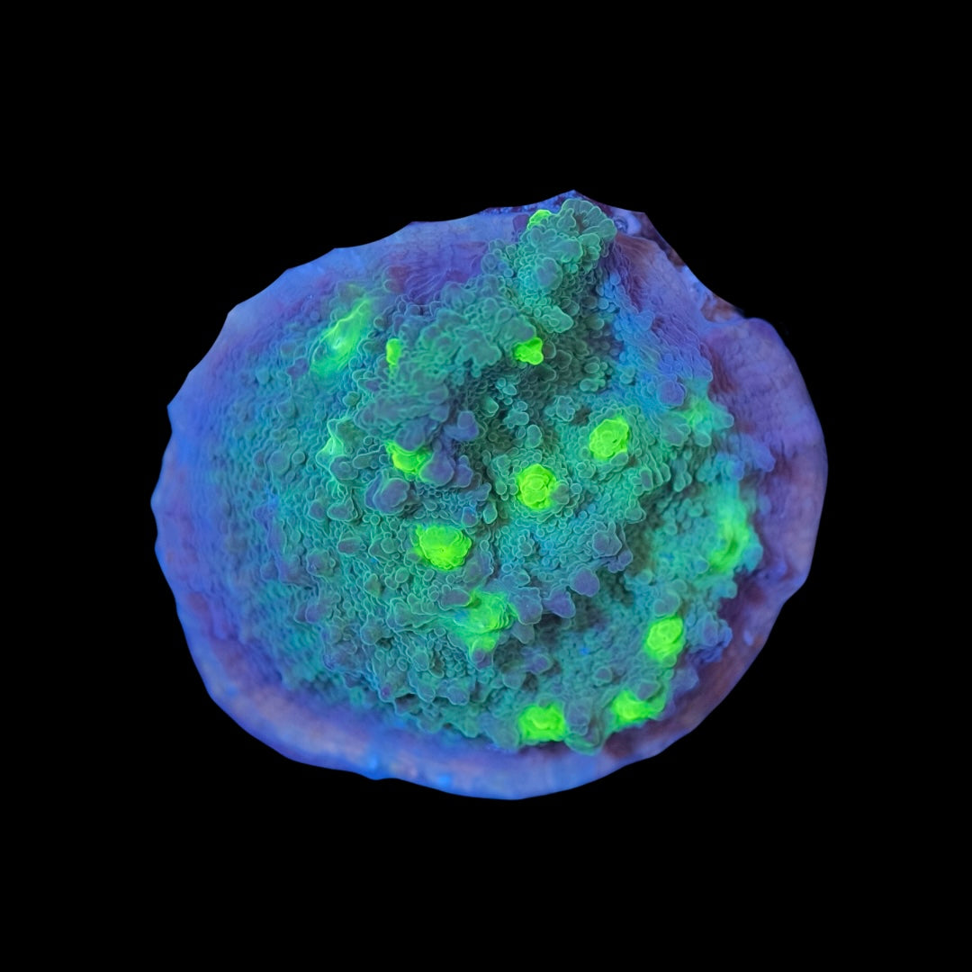 Alien Eye Chalice – PrestigeReef