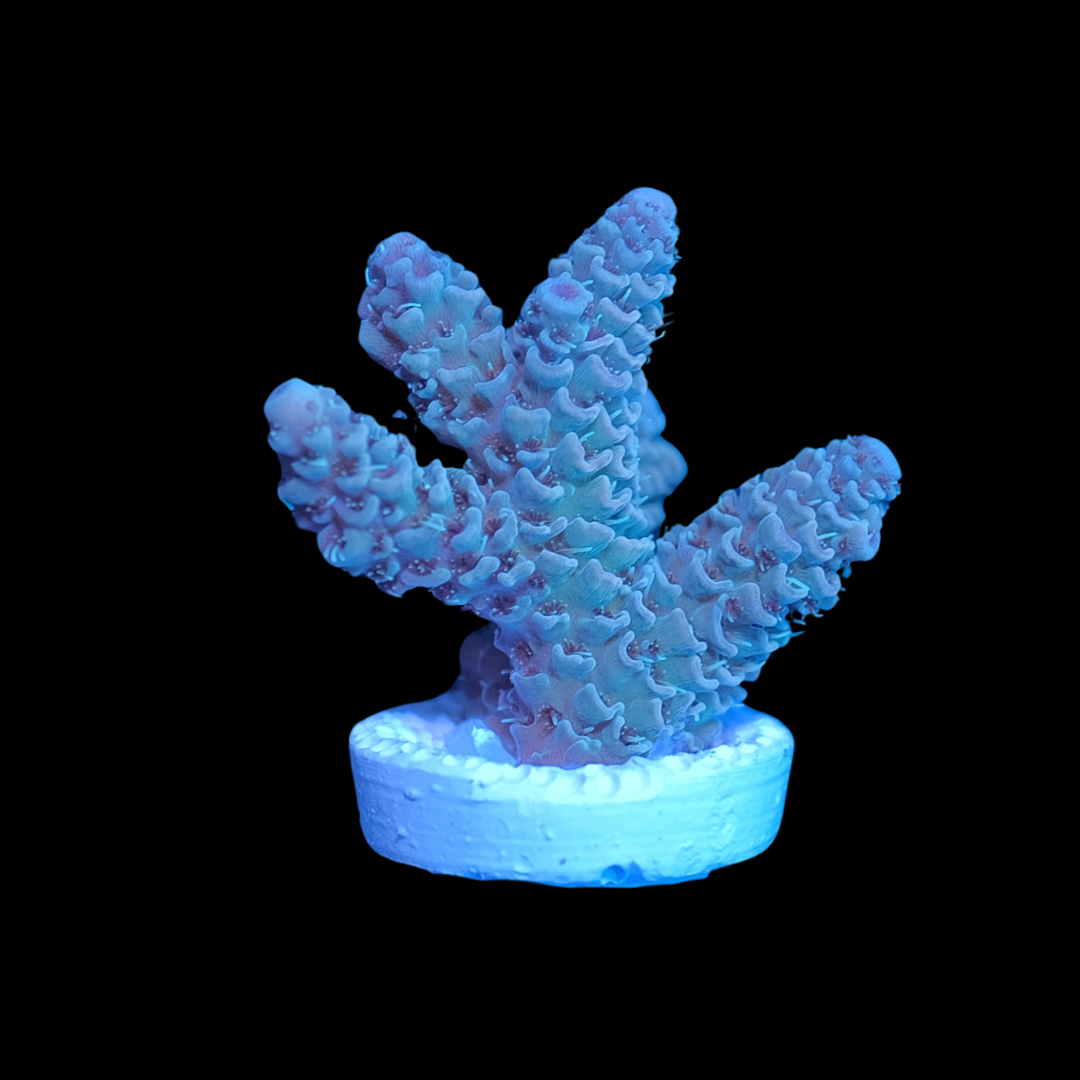 Dark Green Millepora – PrestigeReef