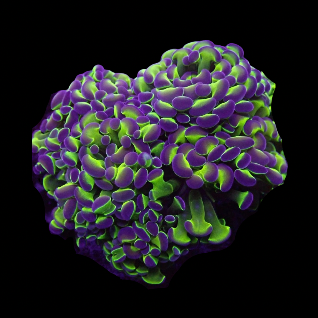 Hologram Hammer Coral (Branching) – PrestigeReef