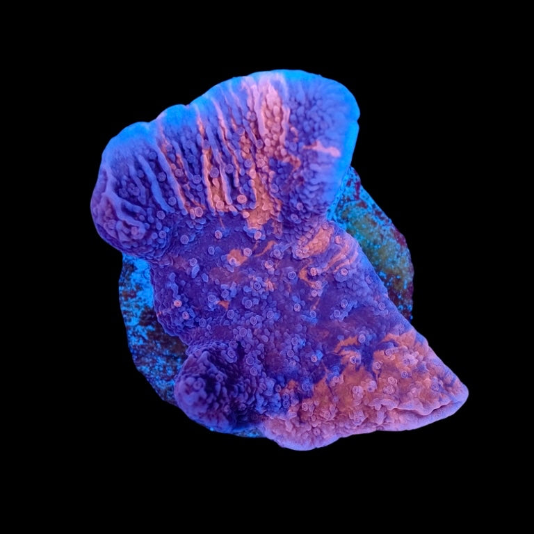 Mean Streak Grafted Montipora – PrestigeReef
