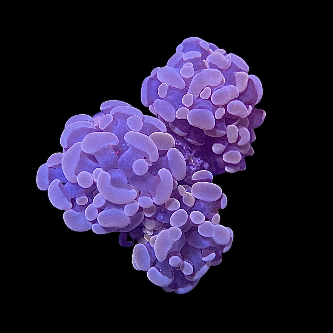 Pink Frammer (Frogspawn/Hammer Hybrid) (Branching) – PrestigeReef