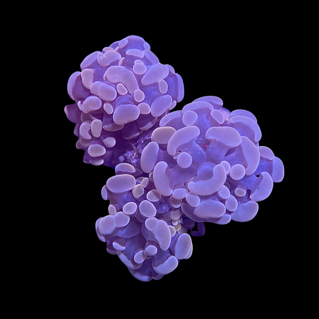 Pink Frammer (Frogspawn/Hammer Hybrid) (Branching) – PrestigeReef