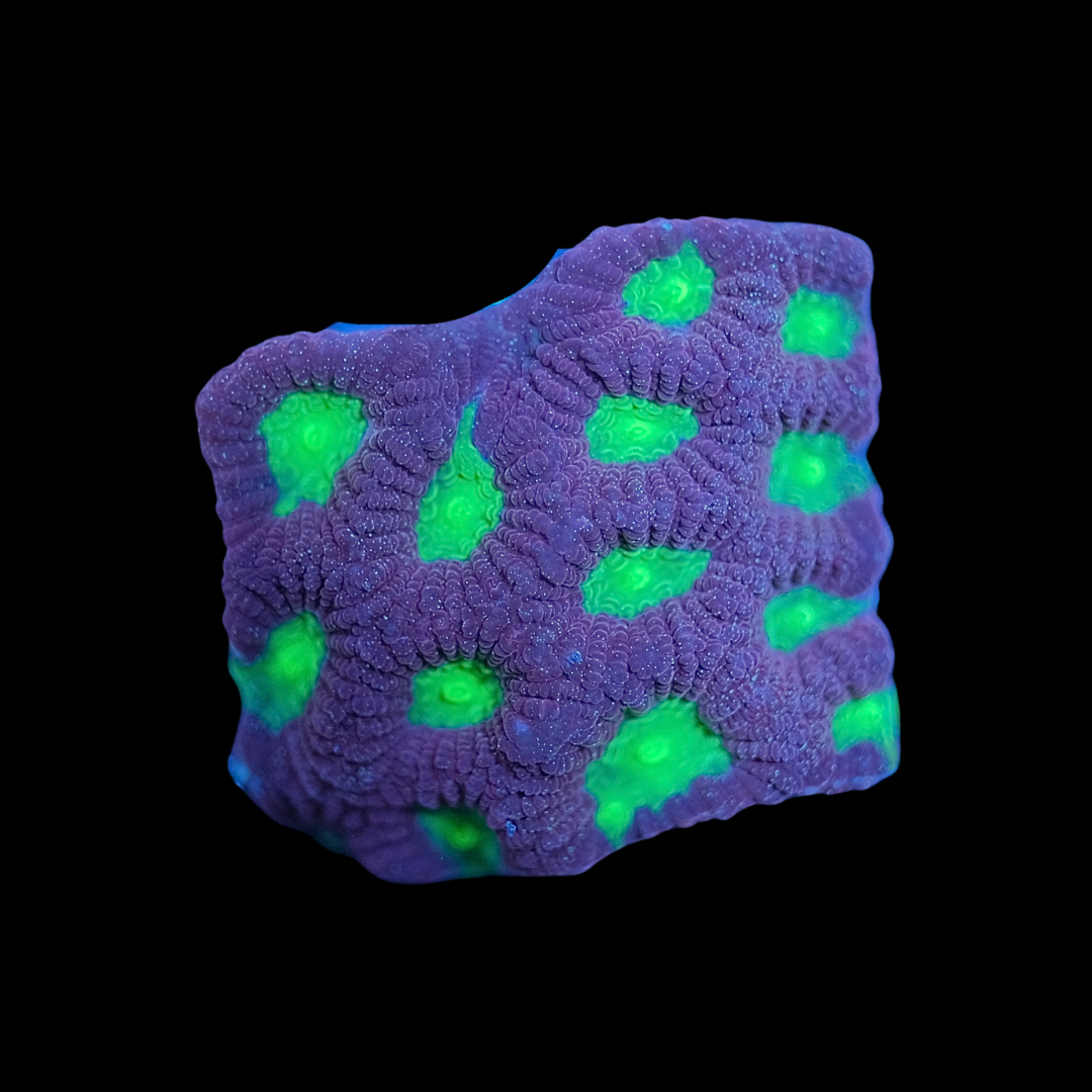 Purple and Green Favia – PrestigeReef