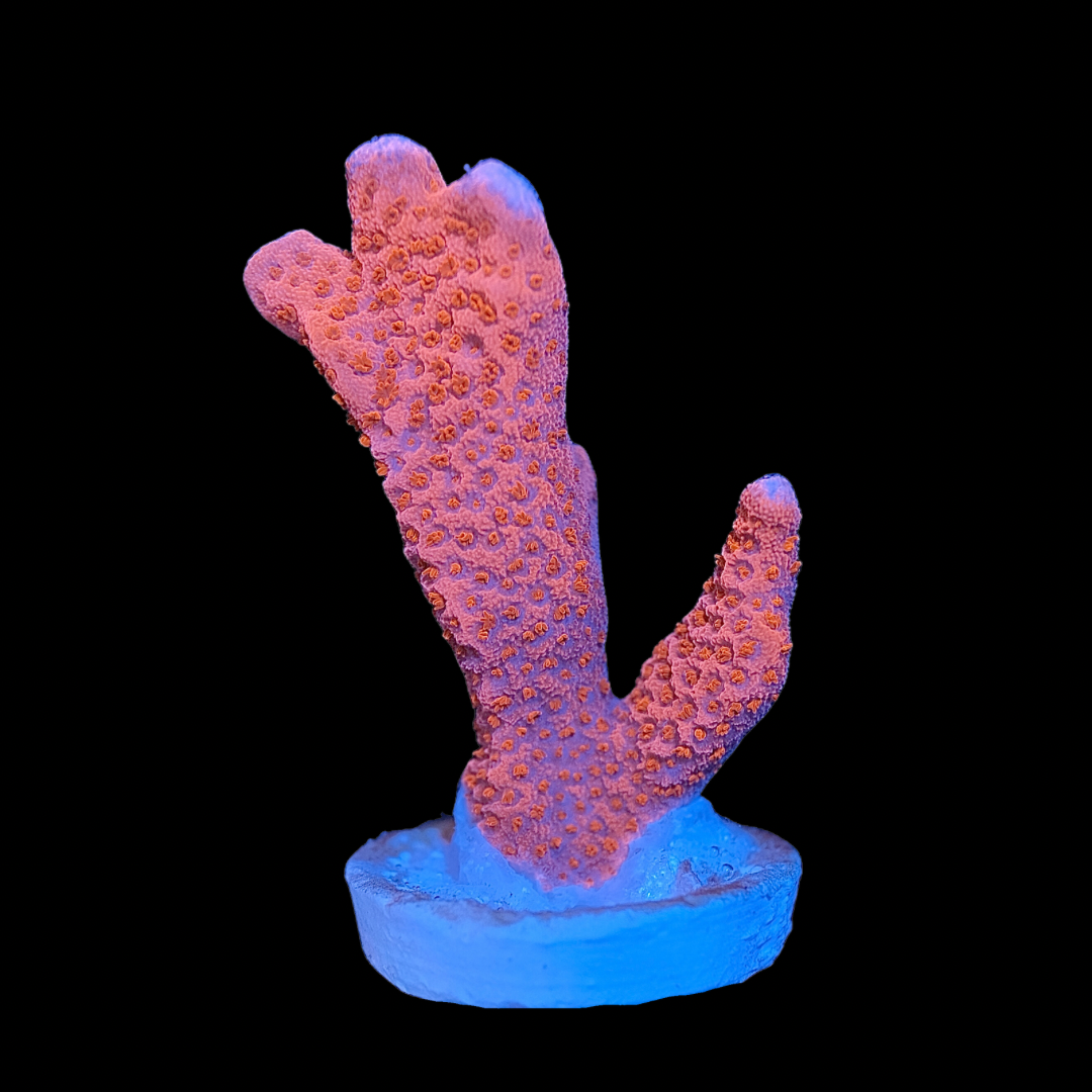 Red Montipora Digitata – PrestigeReef