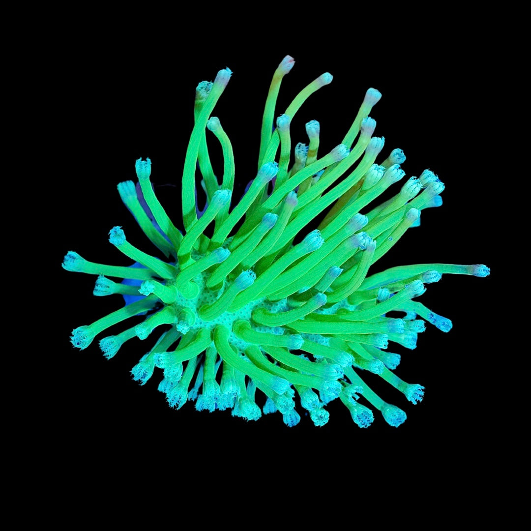 Long Polyp Ultra Green Toadstool – PrestigeReef