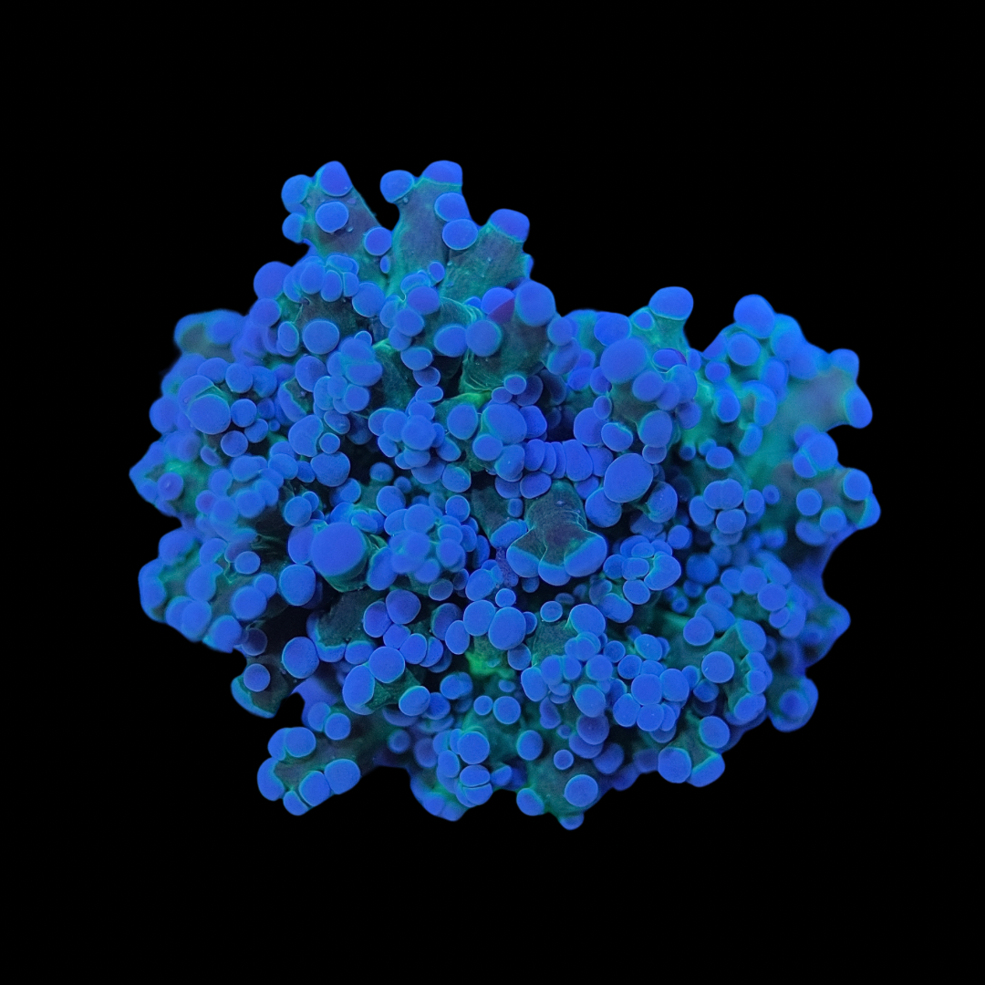 Blue Tipped Frogspawn Coral – PrestigeReef