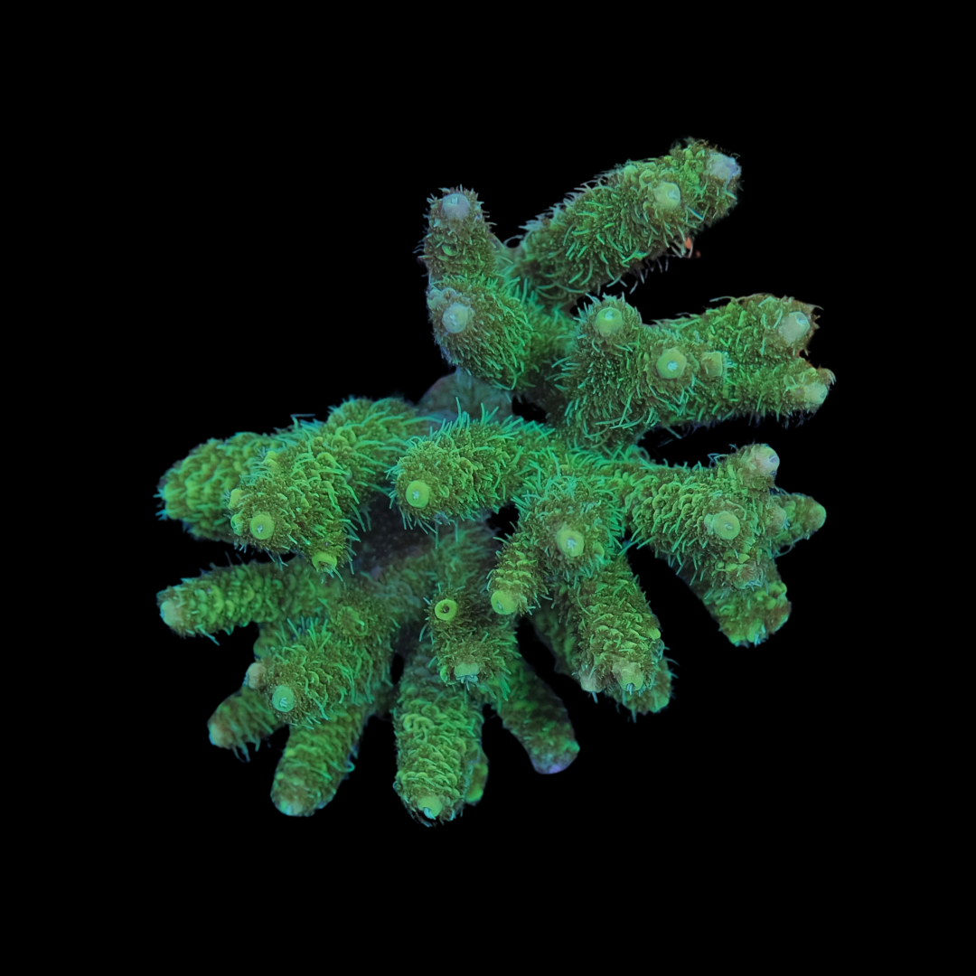 Green Millepora Colony WYSIWYG – PrestigeReef