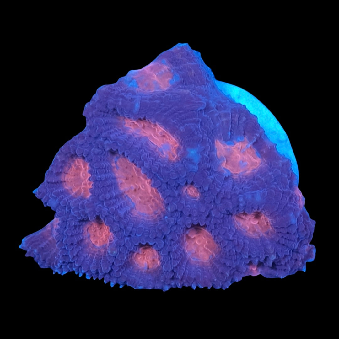 Plasma Core Goniastrea – PrestigeReef