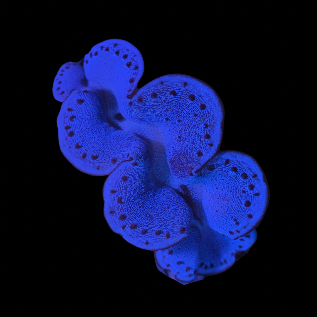 Blue Maxima Clam 9-10cm WYSIWYG – PrestigeReef