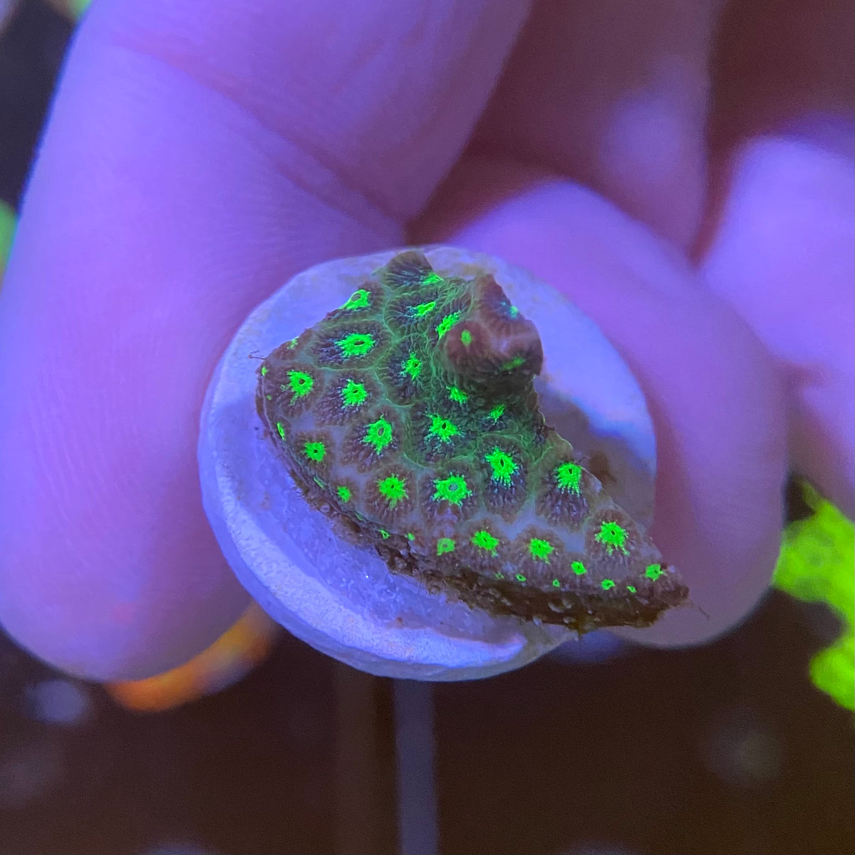 Snake Eye Leptastrea – PrestigeReef