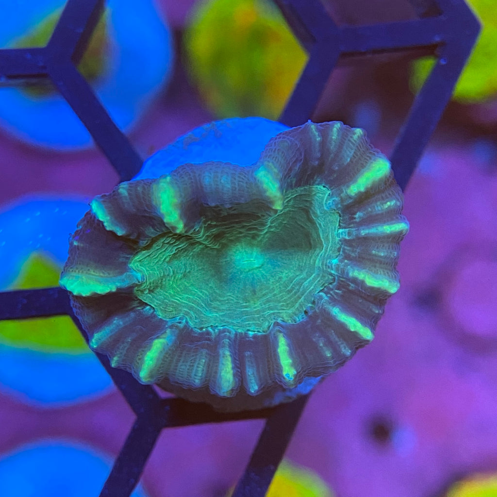 LPS Coral – PrestigeReef