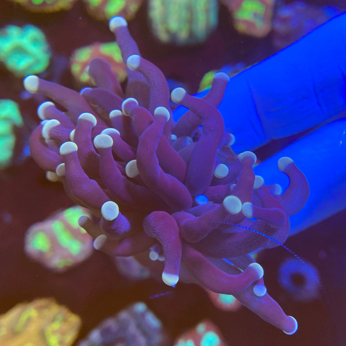 Joker Torch Coral (Branching) – PrestigeReef