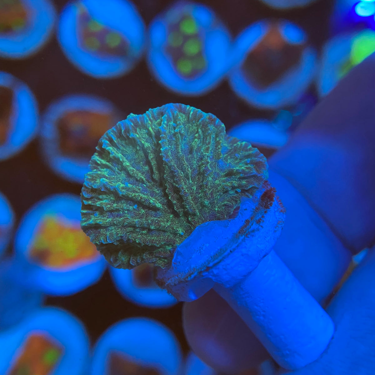 Green Merulina – PrestigeReef