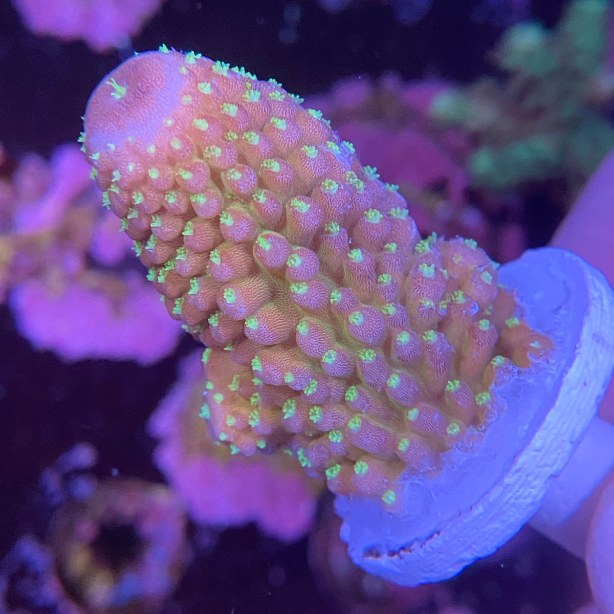 Humilis Acropora – PrestigeReef