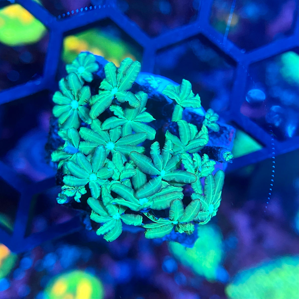 Organ Pipe Coral – PrestigeReef