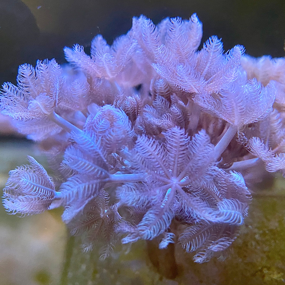 Pulsing Xenia – PrestigeReef