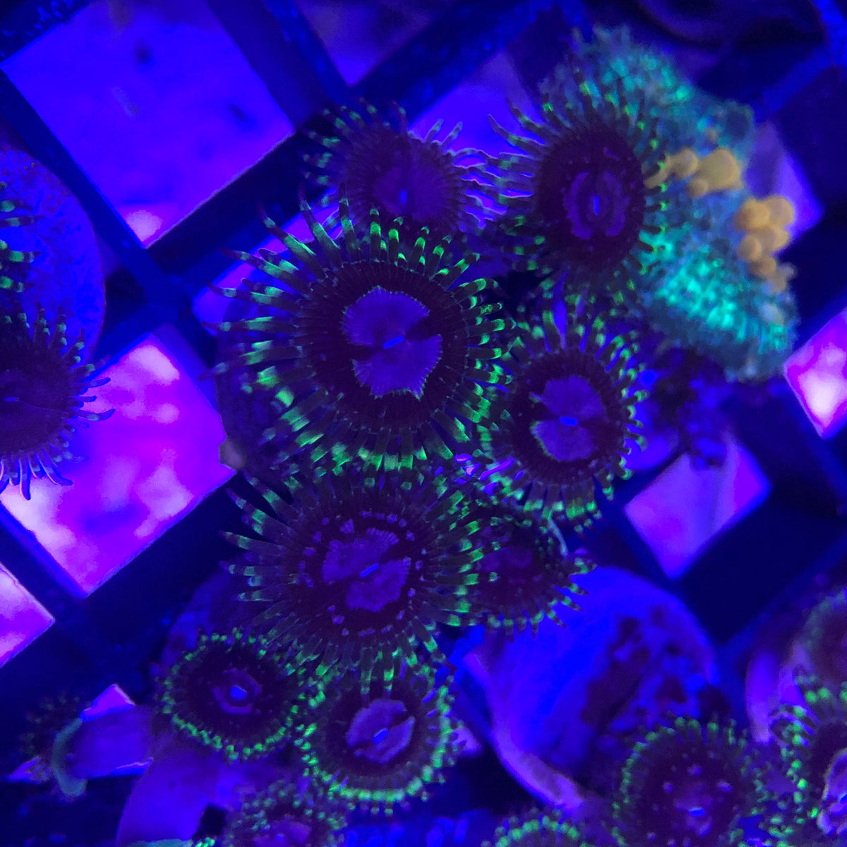 PR Purple Monster Zoas – PrestigeReef
