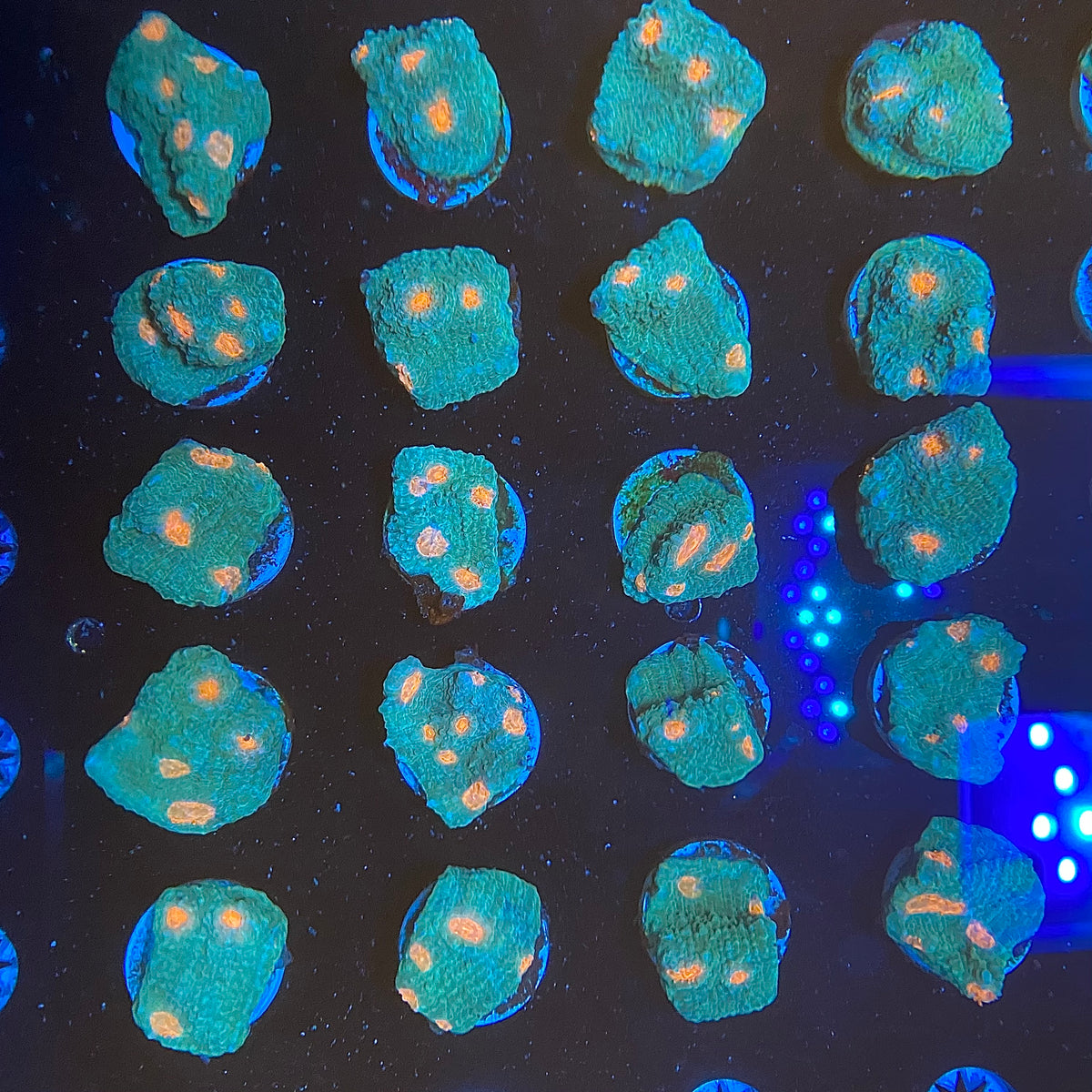 Mummy Eye Chalice – PrestigeReef