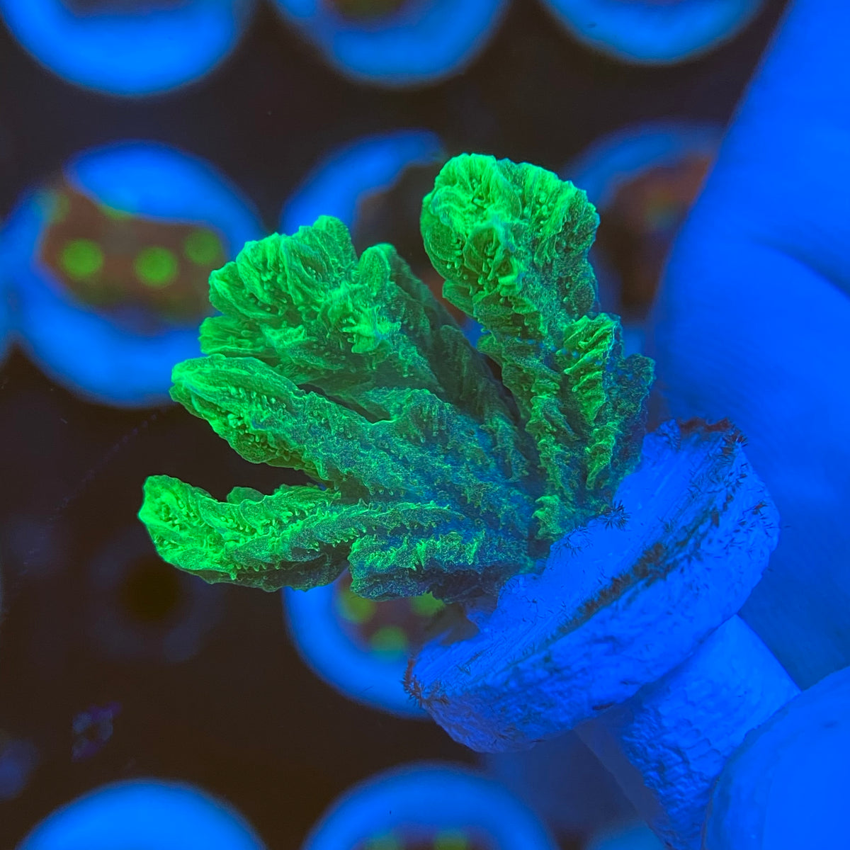 Ultra Green Hydnophora – PrestigeReef