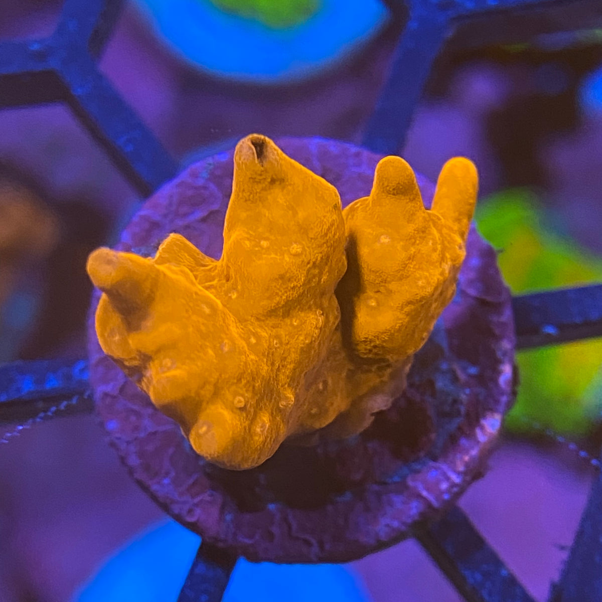 Montipora Setosa – PrestigeReef