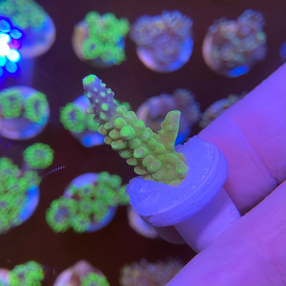Blue Tip Acropora – PrestigeReef