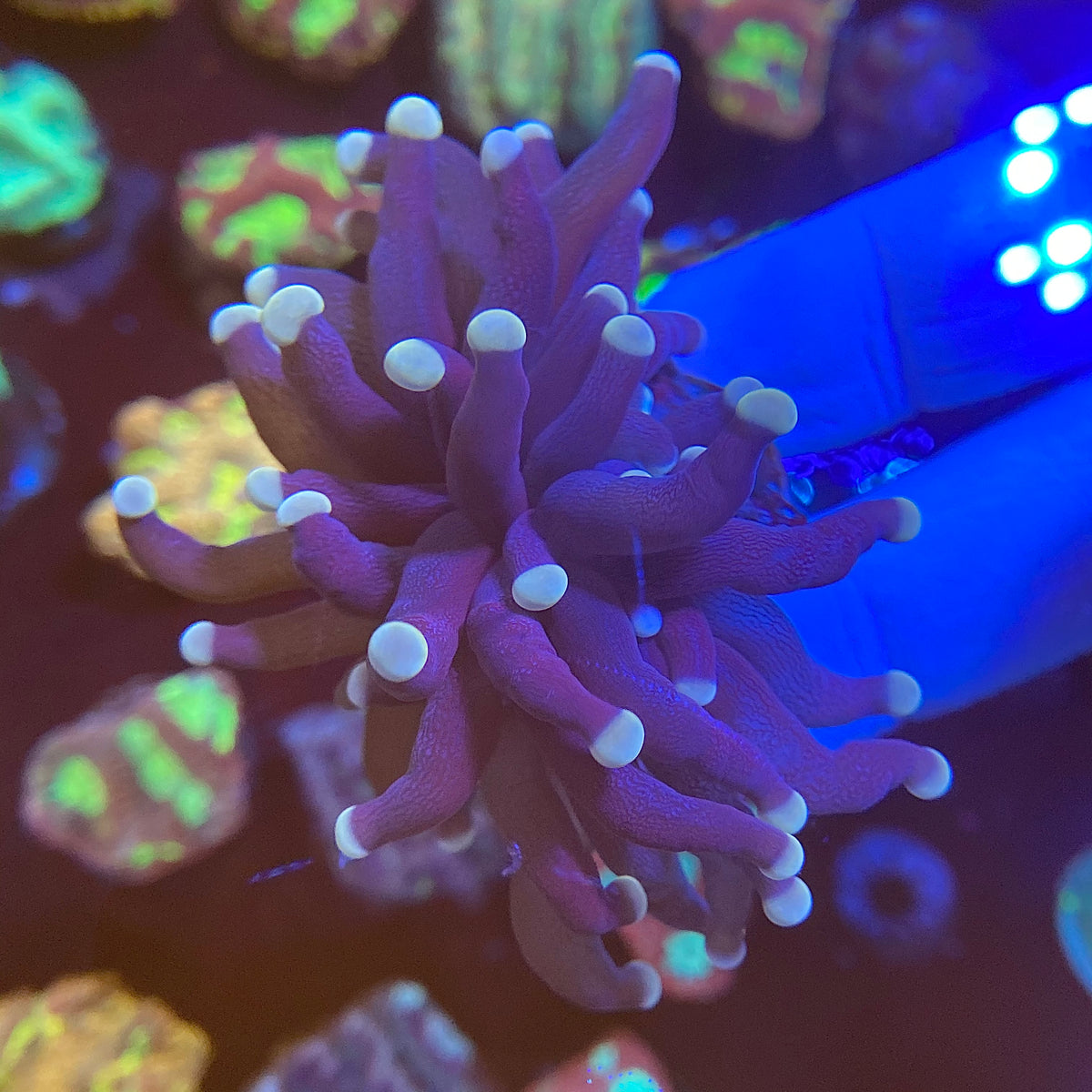 Joker Torch Coral (Branching) – PrestigeReef