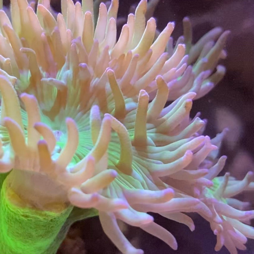 Ultra Green Duncan Coral – PrestigeReef