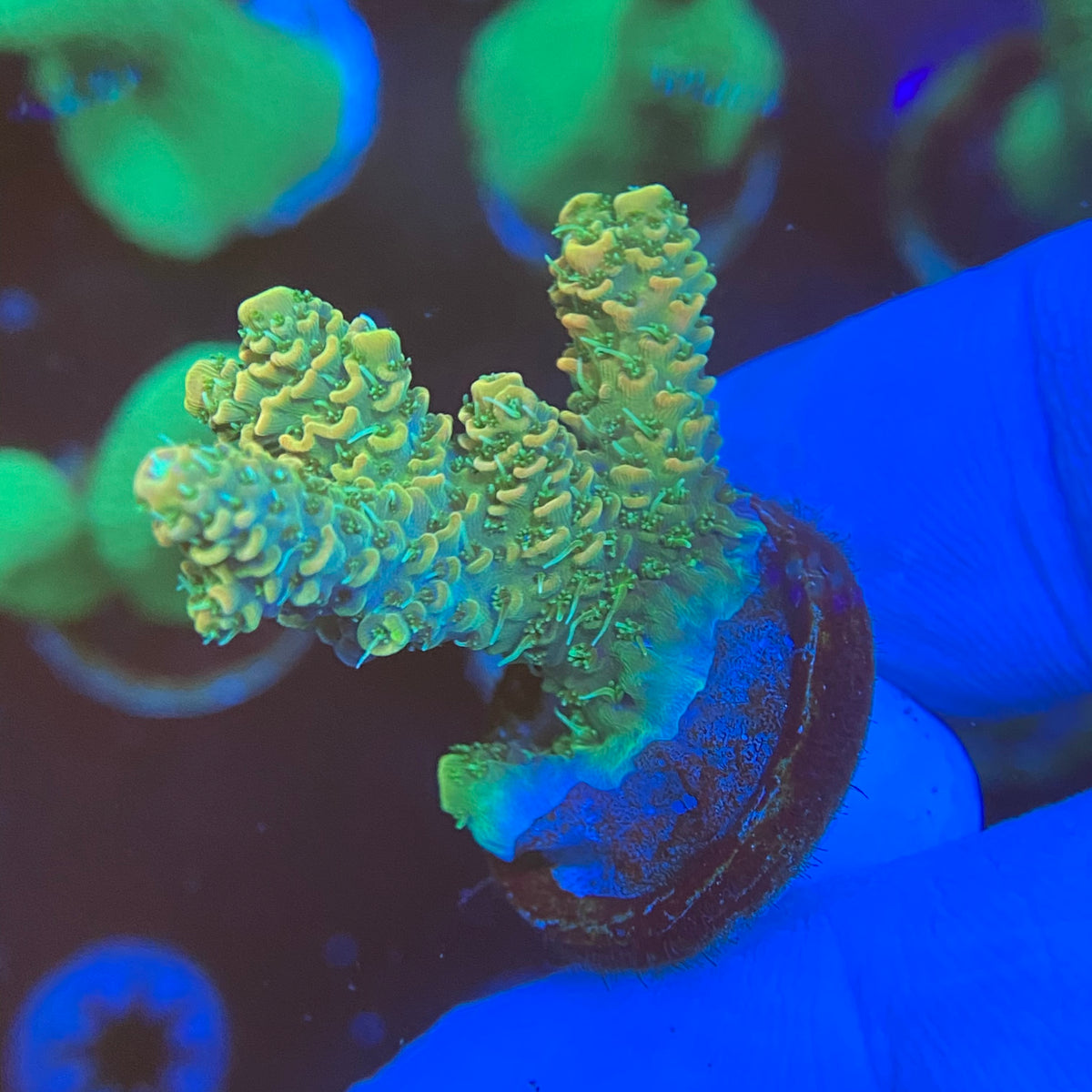 Sunset Millepora – PrestigeReef