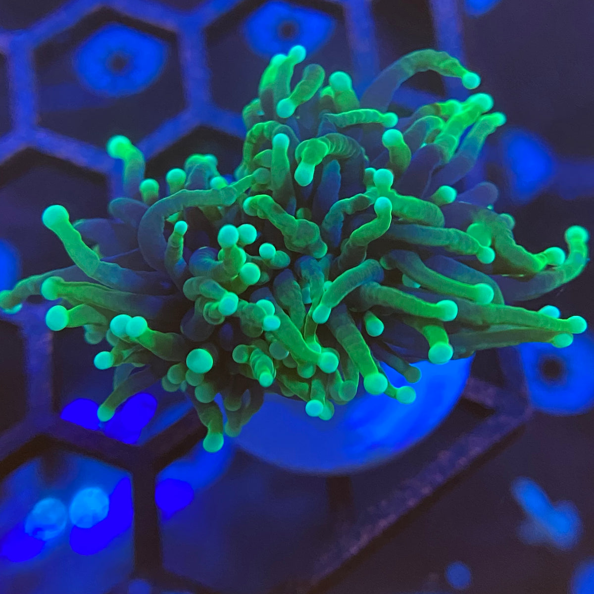 Hulk Torch Coral (Branching) – PrestigeReef
