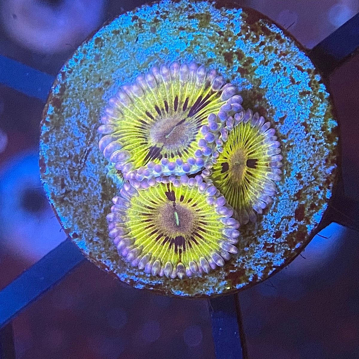 Pink Elephant Zoas – PrestigeReef