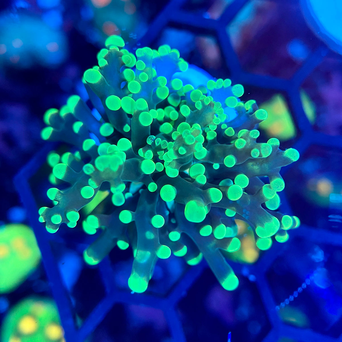 Green Frogspawn Coral – PrestigeReef
