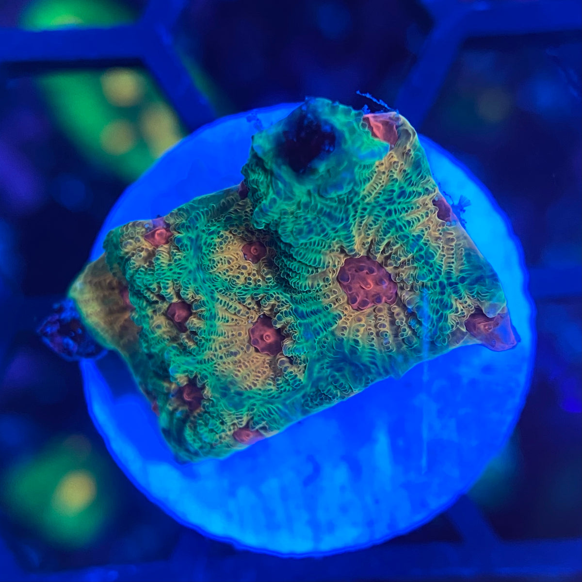 Fascination Favia – PrestigeReef