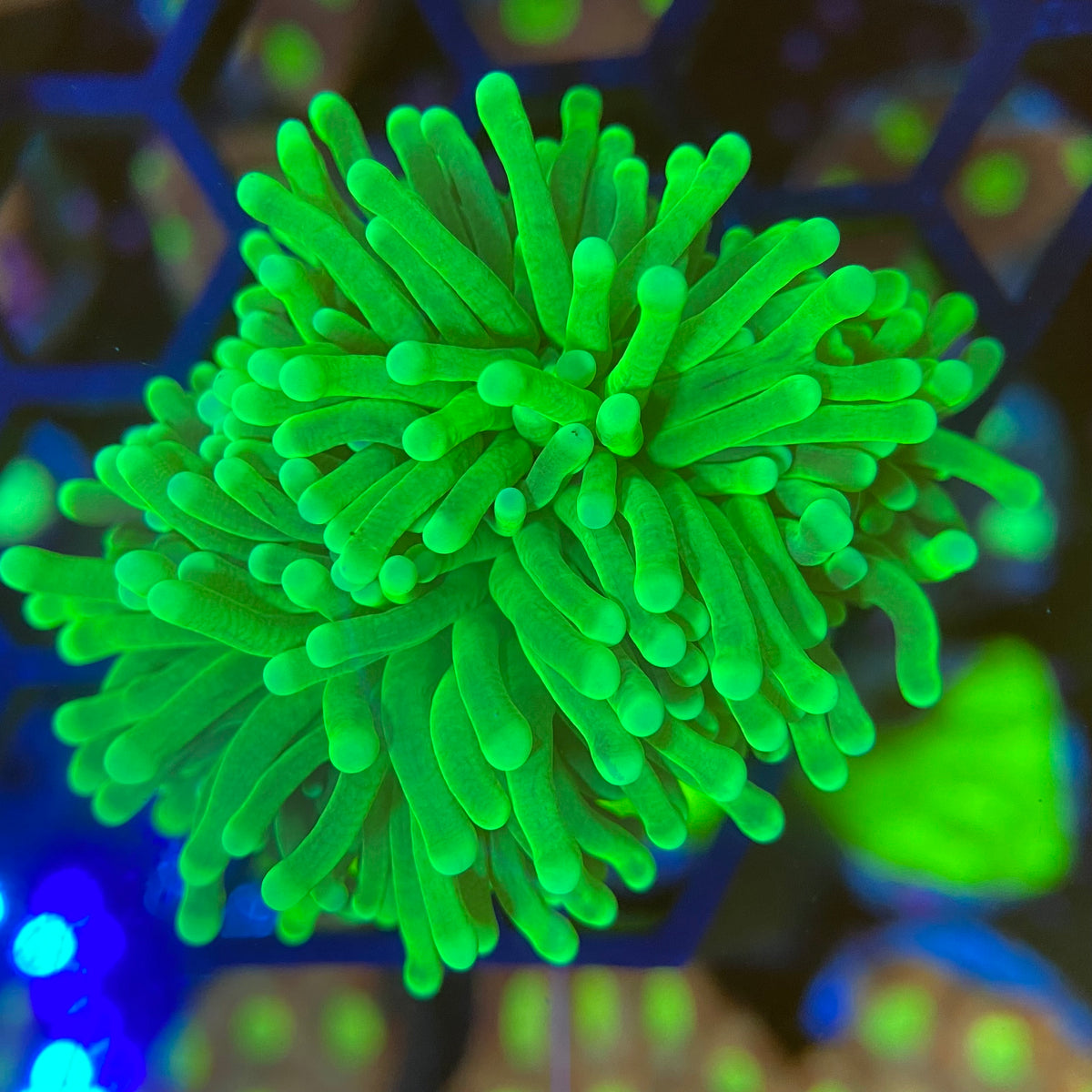 Ultra Green Torch Coral – PrestigeReef