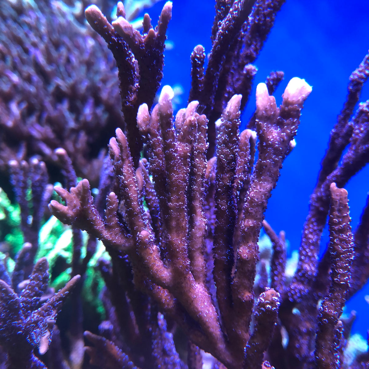 Metallic Purple Digitata – PrestigeReef