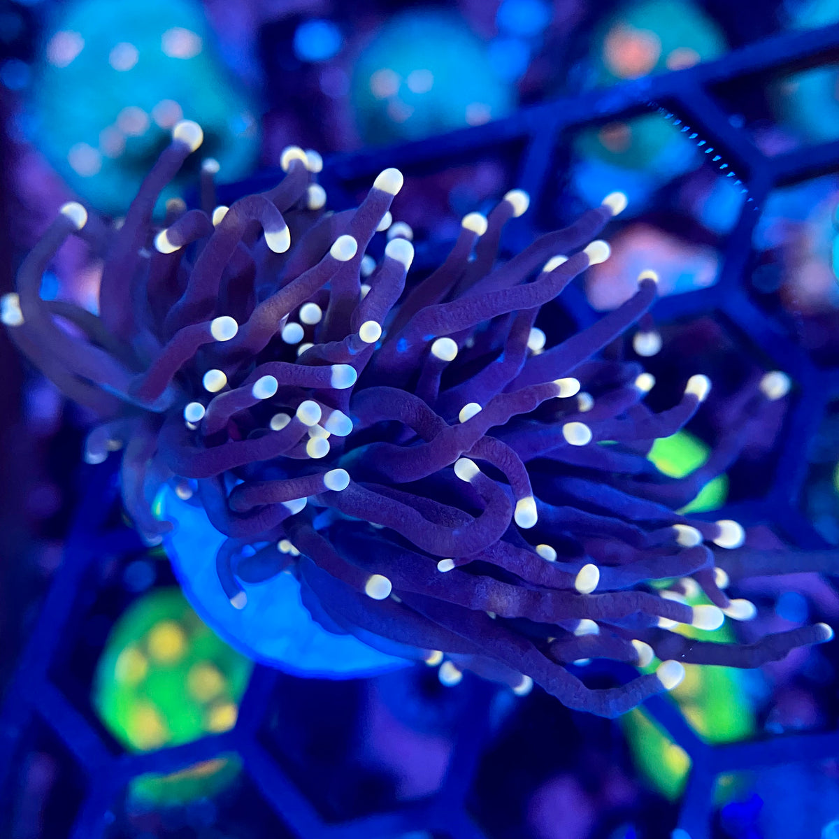 Orange Tip Torch Coral (Branching) – PrestigeReef
